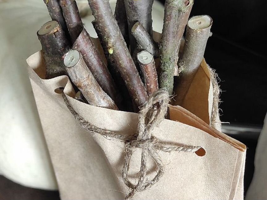 Свежие веточки смородины для грызунов и попугаев