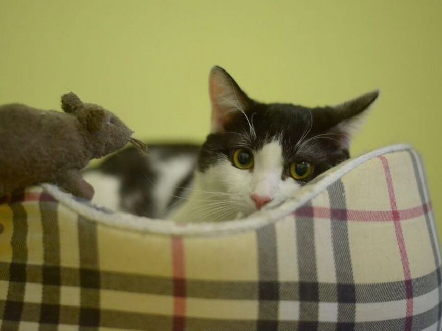 Кот Федя в добрые руки
