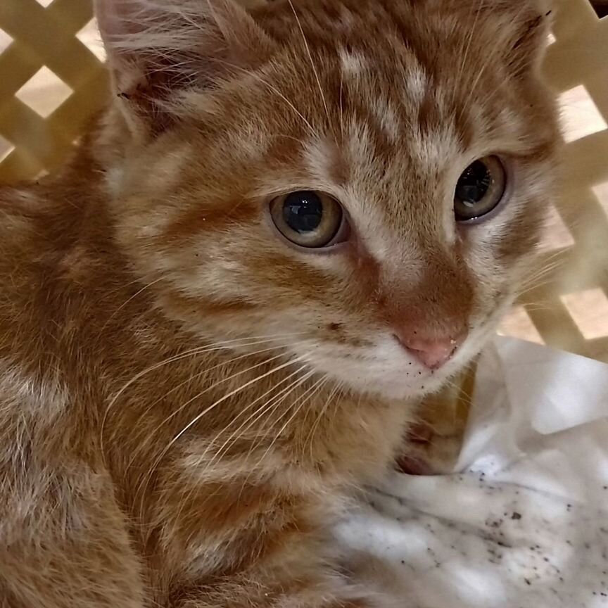 Рыжий котёнок 3-4 месяца ждёт родителей