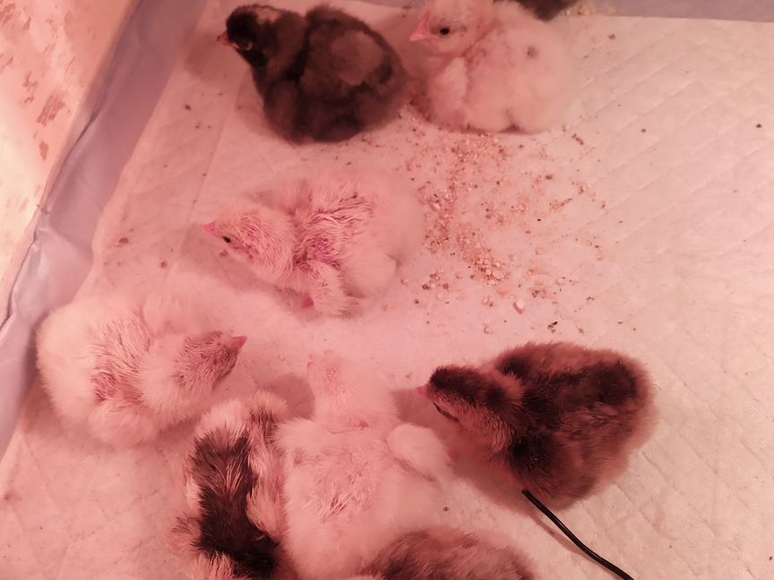 Цыплята суточные, яйцо на инкубацию