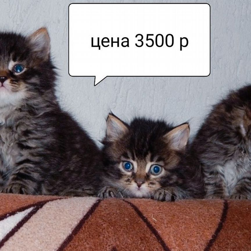 Шикарные сибирячки