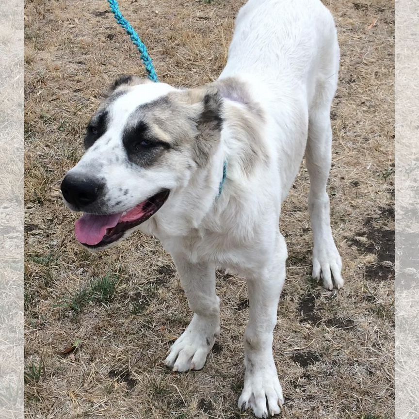 Кавказский волкодав щенок