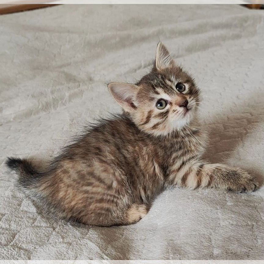 Котенок Ирена ищет дом