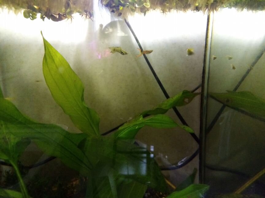 Гуппи эндлера, буноцефалусы, фиалки бесплатно