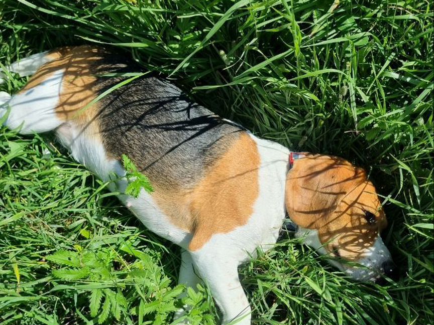 Отдам собаку в добрые руки бигль