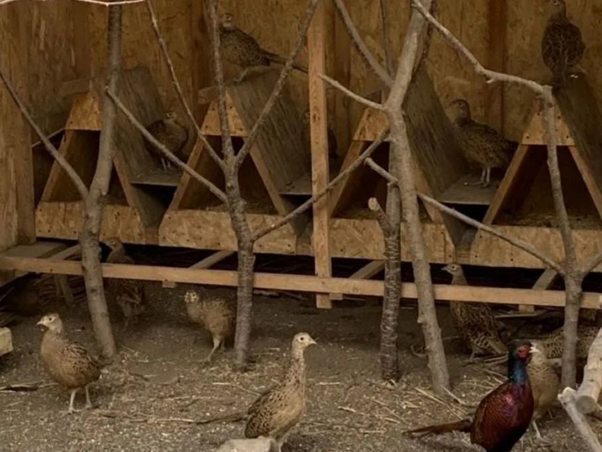 Охотничий фазан пара