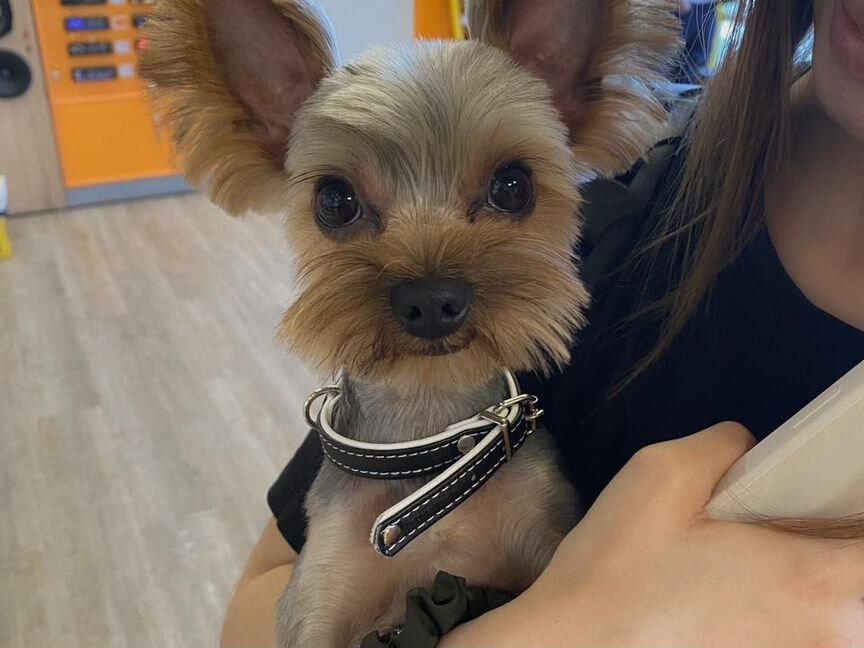 Йоркширский терьер вязка