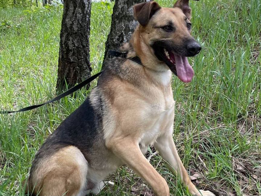 Собака в добрые руки бесплатно ищет дом из приюта