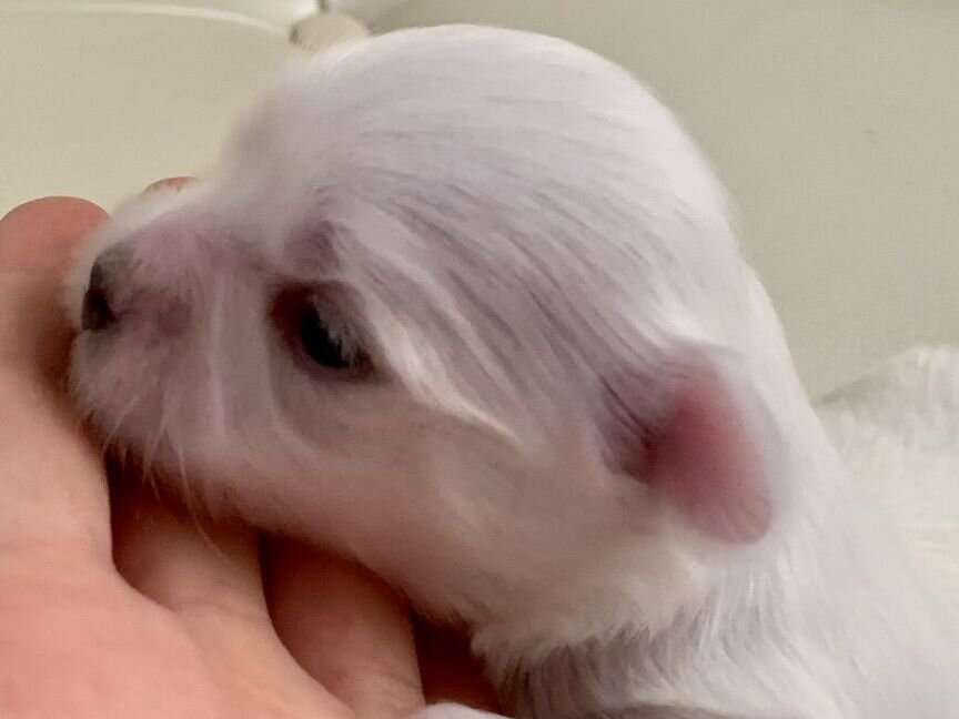 Мальтезе, щенки мальтийской болонки