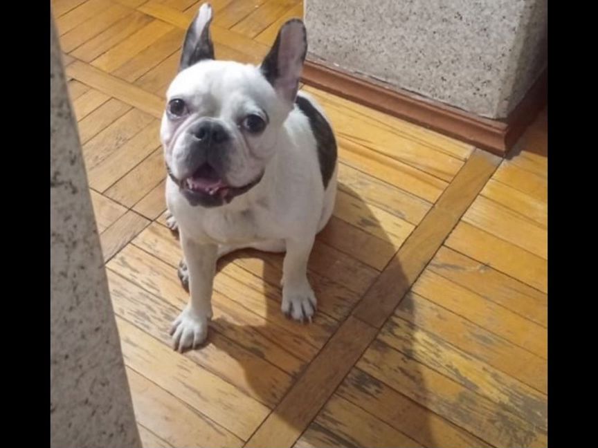 Французский бульдог бесплатно