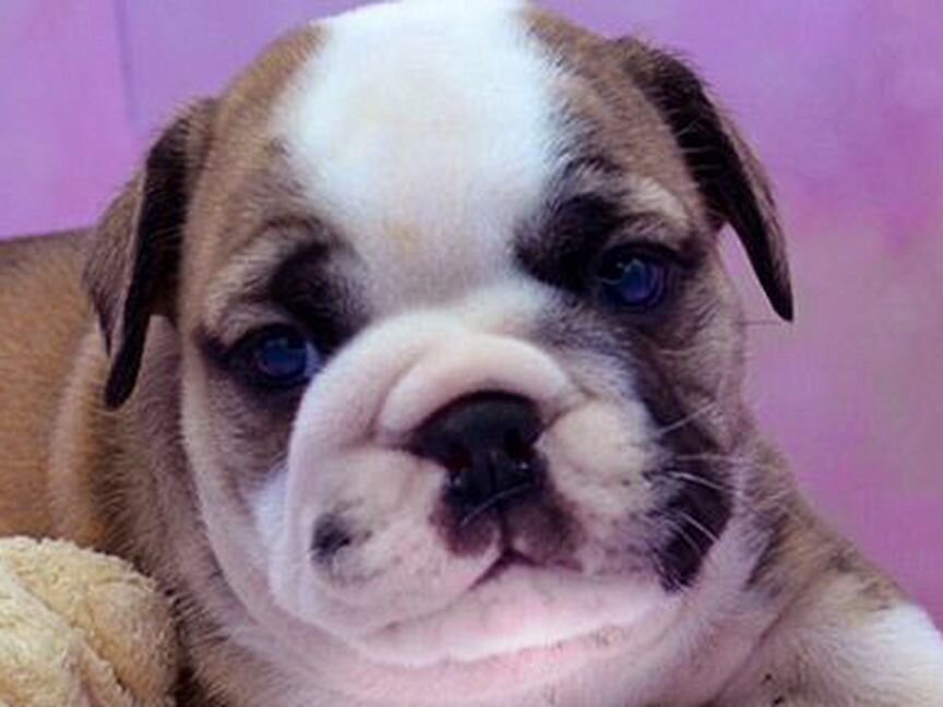 Щенки мальчики английского бульдога