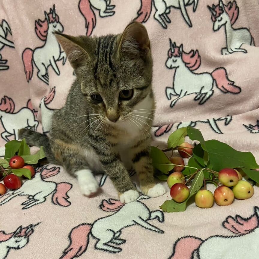 Котята в дар