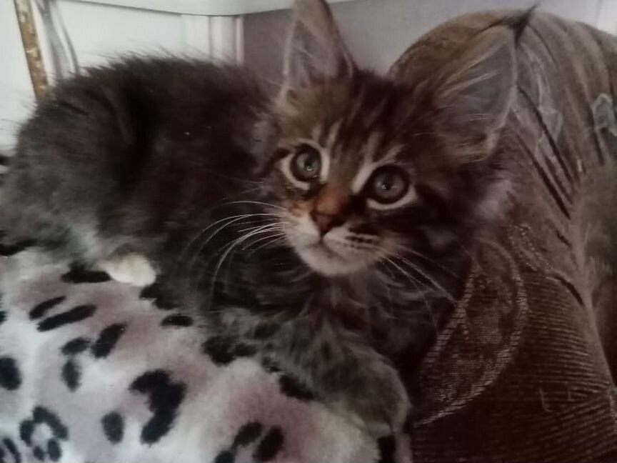 Котята мейн-кун