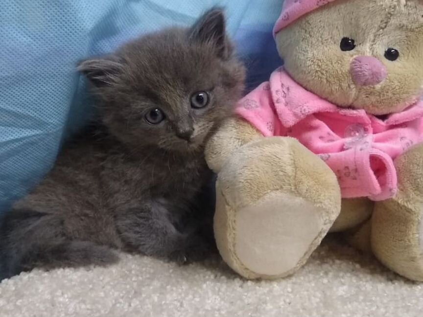 Застенчивый котенок девочка