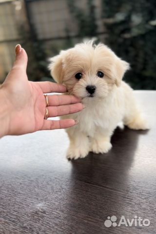 Мальтипу f1 mini