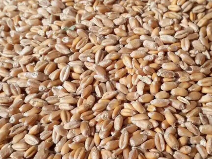 Пшеница озимая