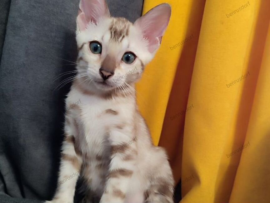 Бенгальская Минк Девочка