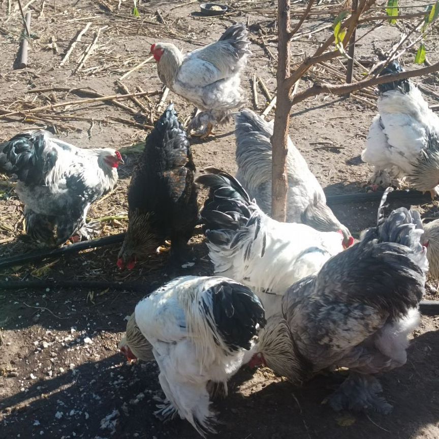 Продаются семимесячные петухи Брама