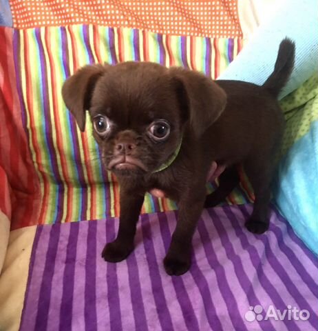 Шоколадный пти брабансон