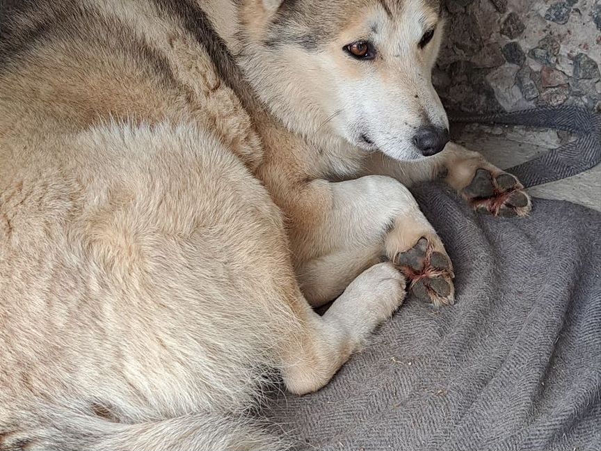 Западно сибирская лайка