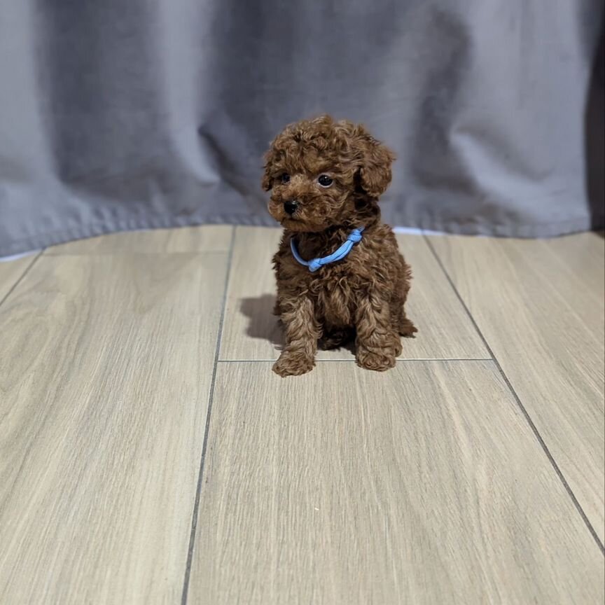 Мальчик той-пудель тикап редбраун с док РКФ