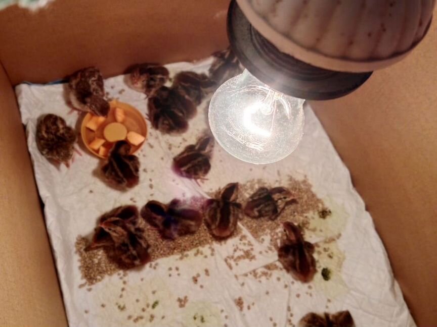 Куропатка венгерская "перепел"