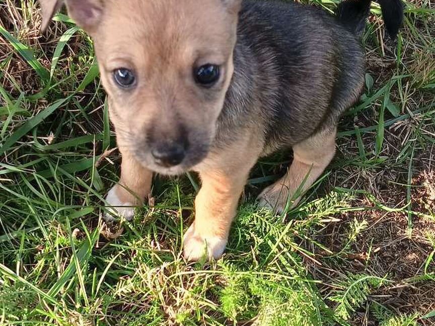 Собака в добрые руки маленькая порода
