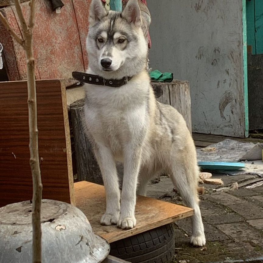 Сибирский хаски, щенок