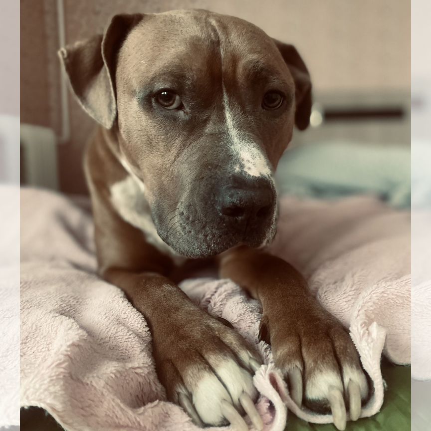 Стаффордширский бультерьер, взрослый пёс