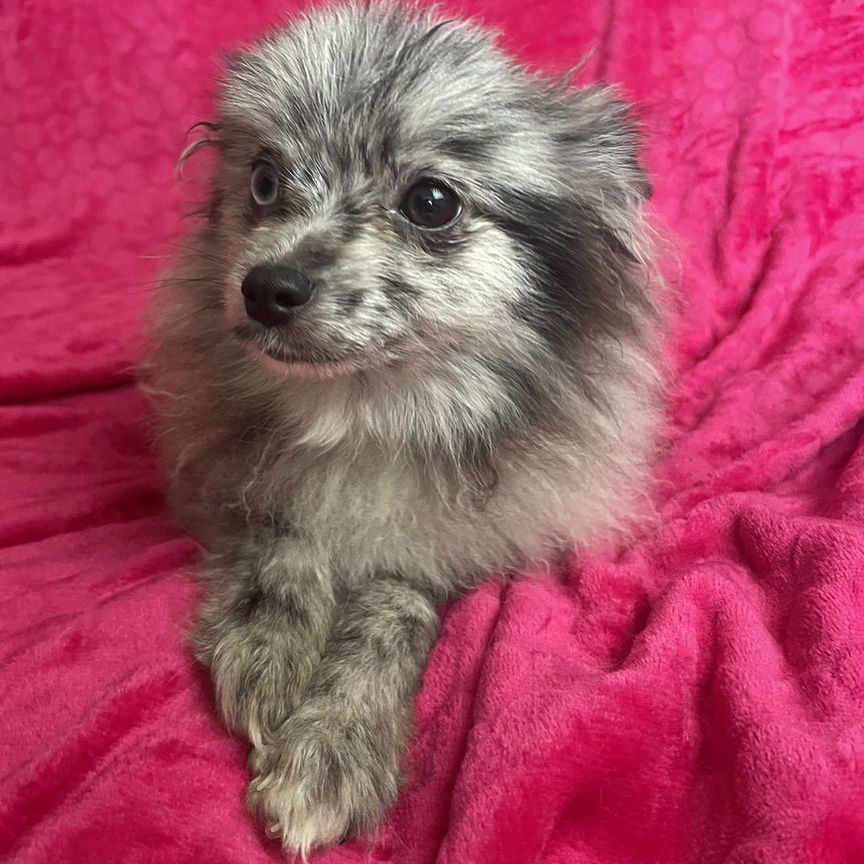 Немецкий шпиц, щенок