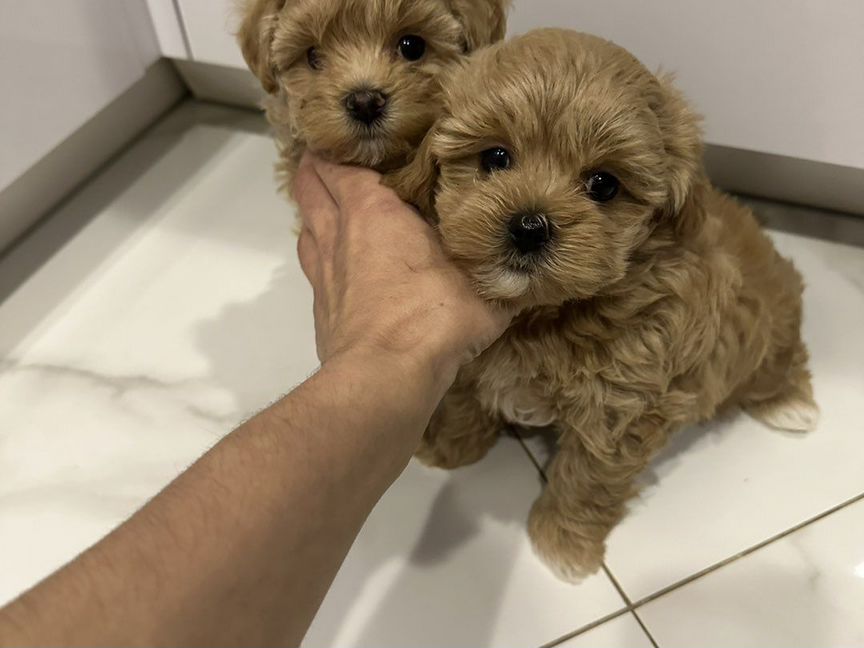 Мальтипу f1 mini малыши