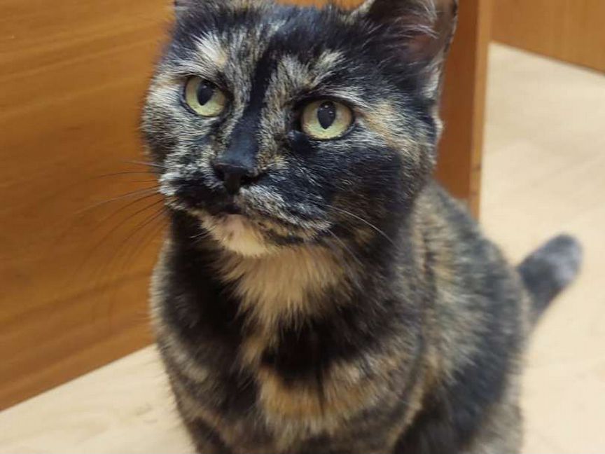 Кошка Муся ищет дом