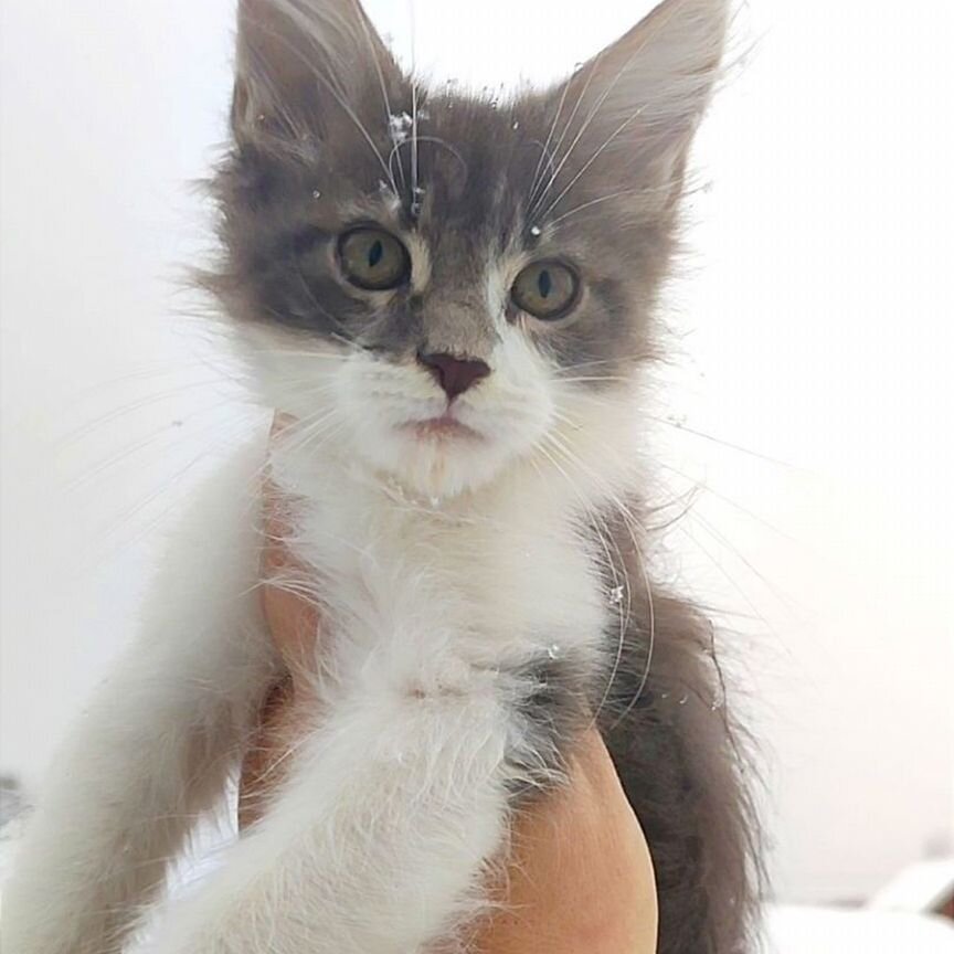 Почти Бетмен