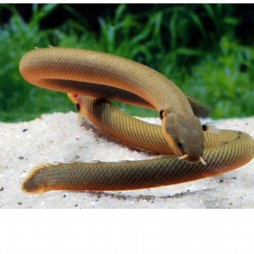 Аквариумные рыбки