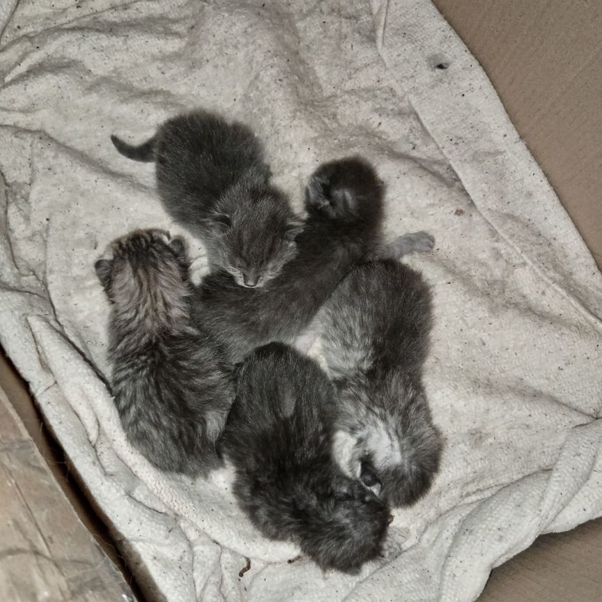 Отдам котят в добрые руки