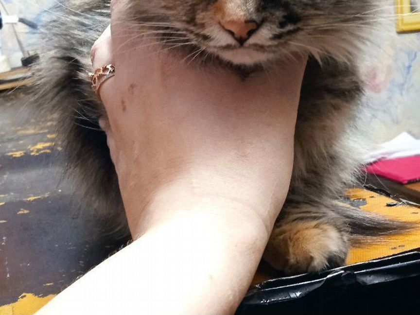 Кошка