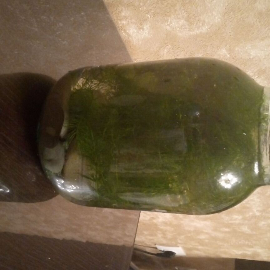 Роголистник с улитками