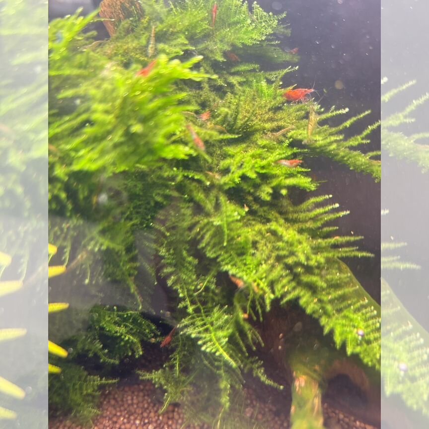 Аквариумные креветки