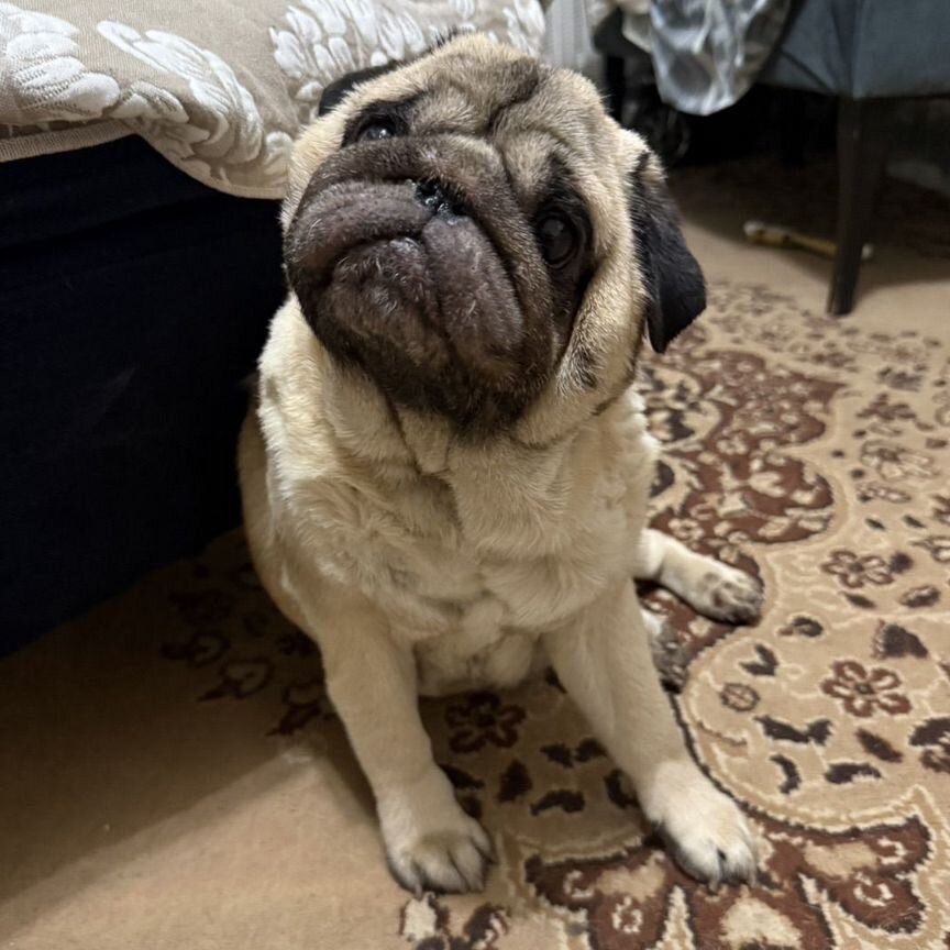 Мопс, взрослый пёс