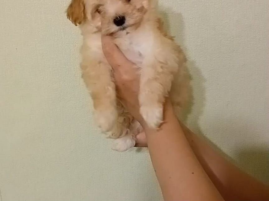 Мальтипу мини собачка