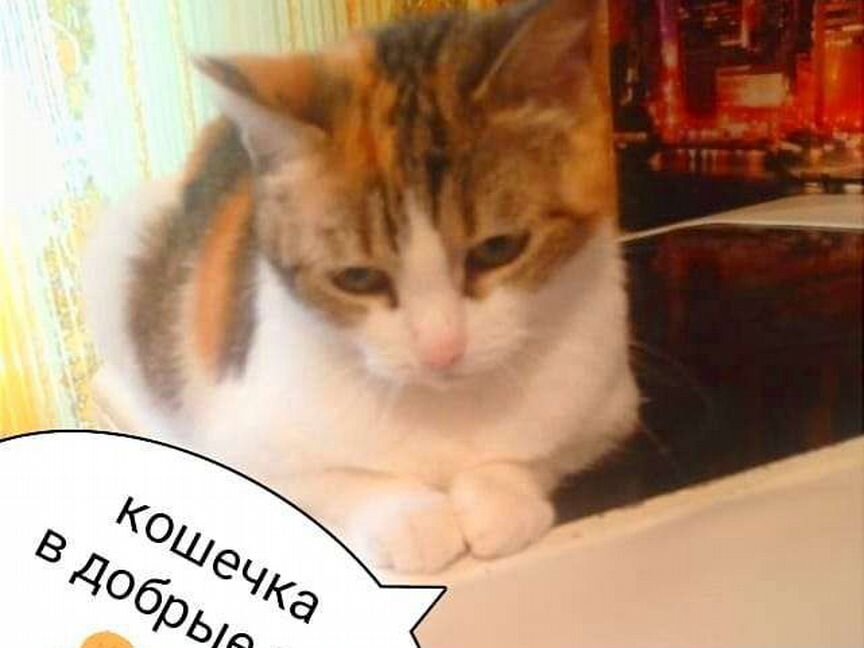 Трехцветная кошечка Ритуся в добрые руки