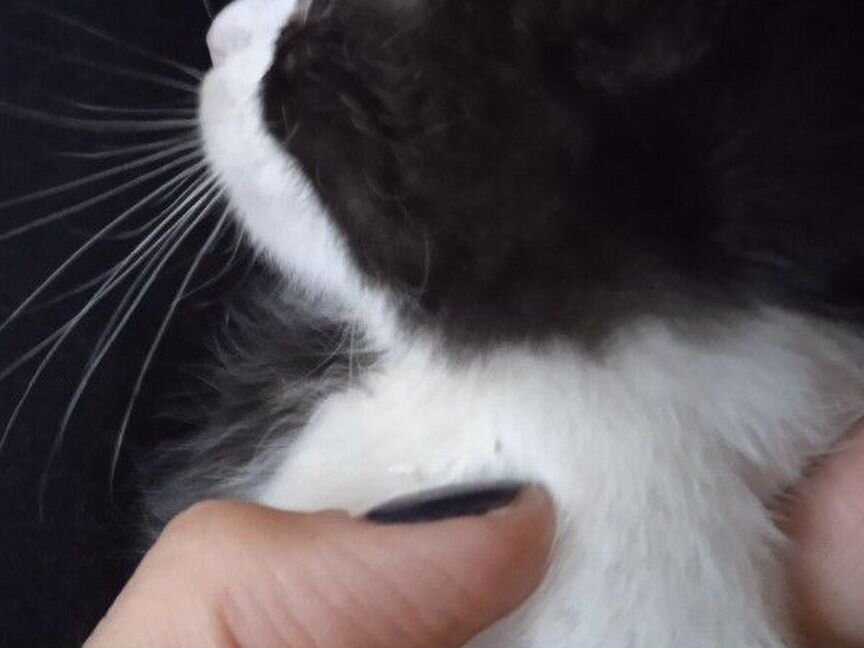 Котёнок ищет дом