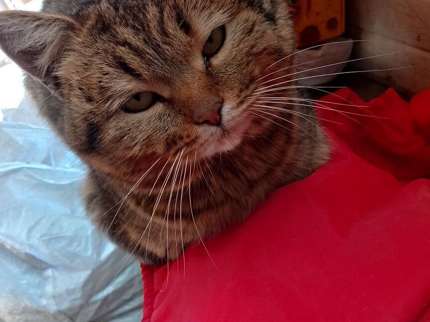 Кот Вася