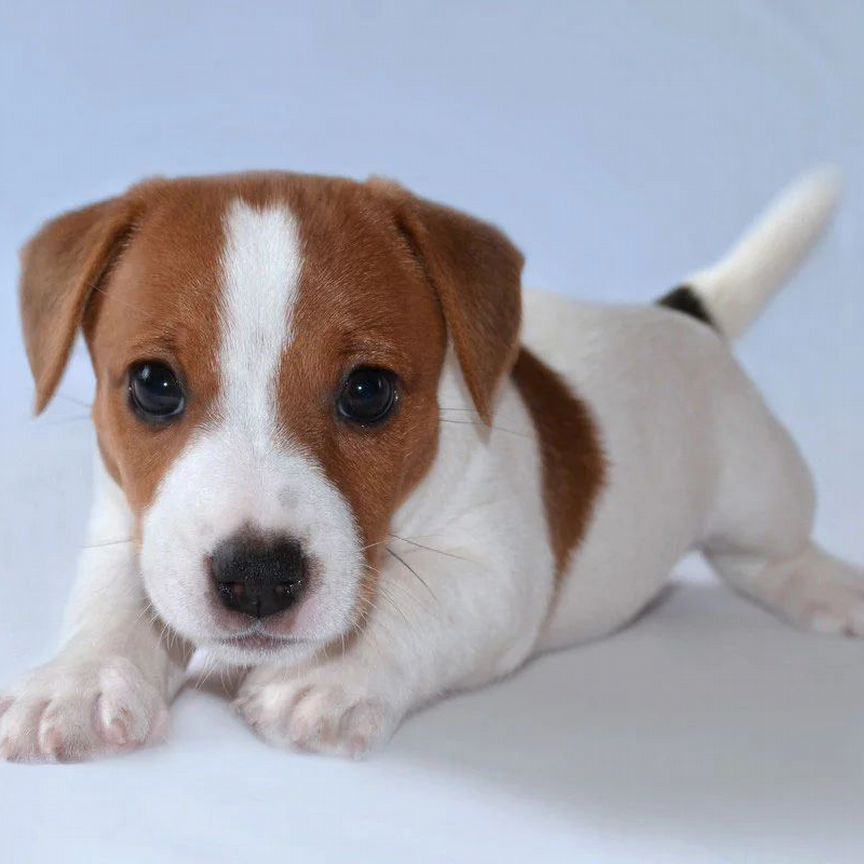 Джек рассел терьер
