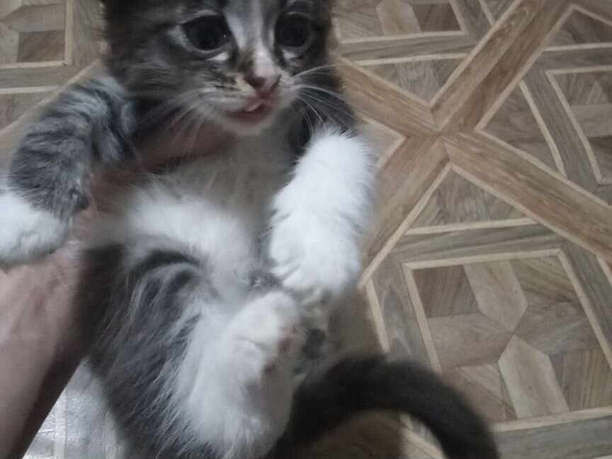 Пушистый котенок, кот