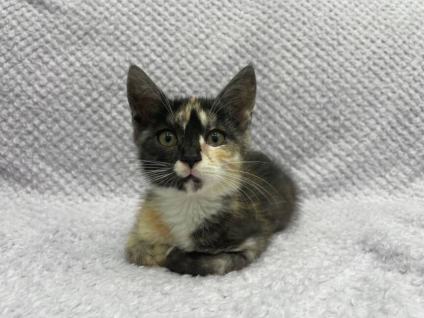 Котенок в добрые руки сзао