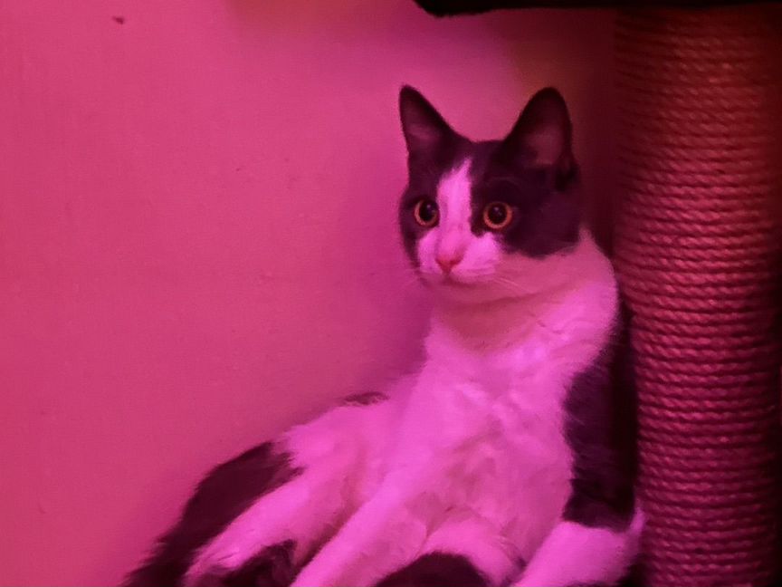 Кот 1 год