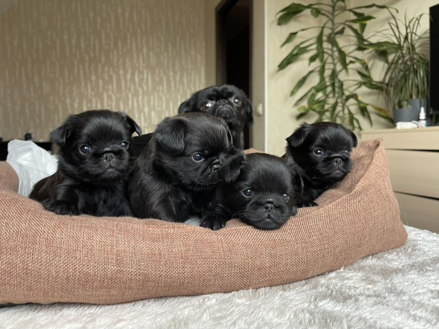 Щенки бельгийский грифон