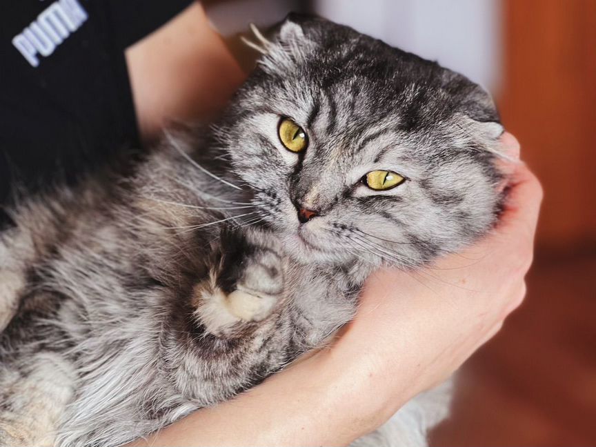 Шотландская вислоухая кот Филя в добрые руки