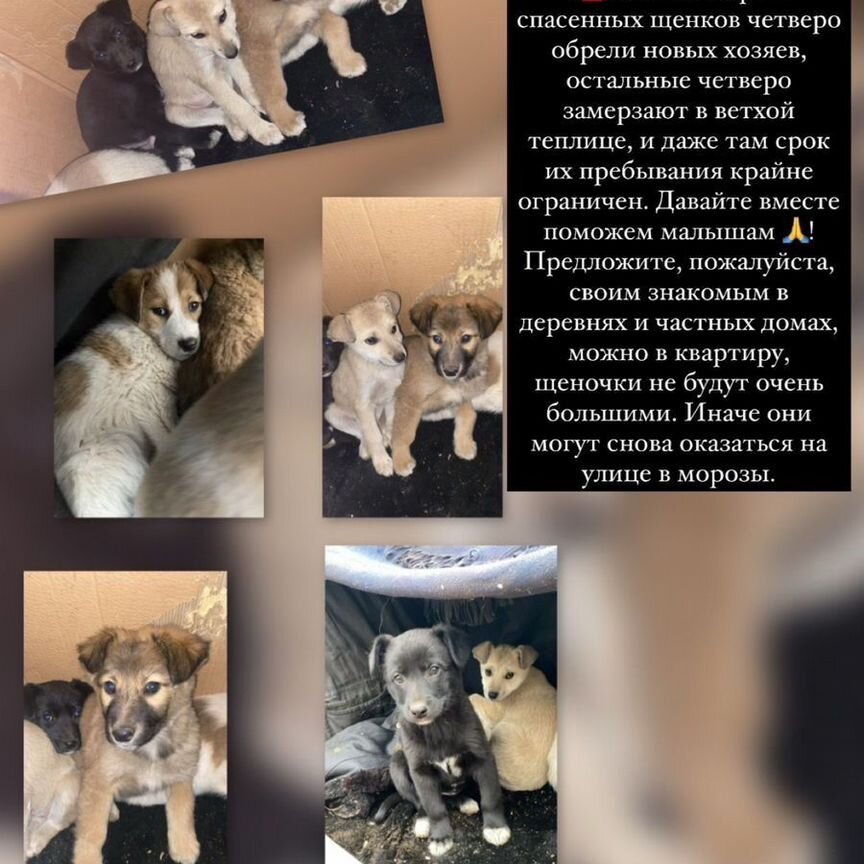 Щеночки замерзают